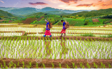 🔥 [0+] Hmong Backgrounds | WallpaperSafari