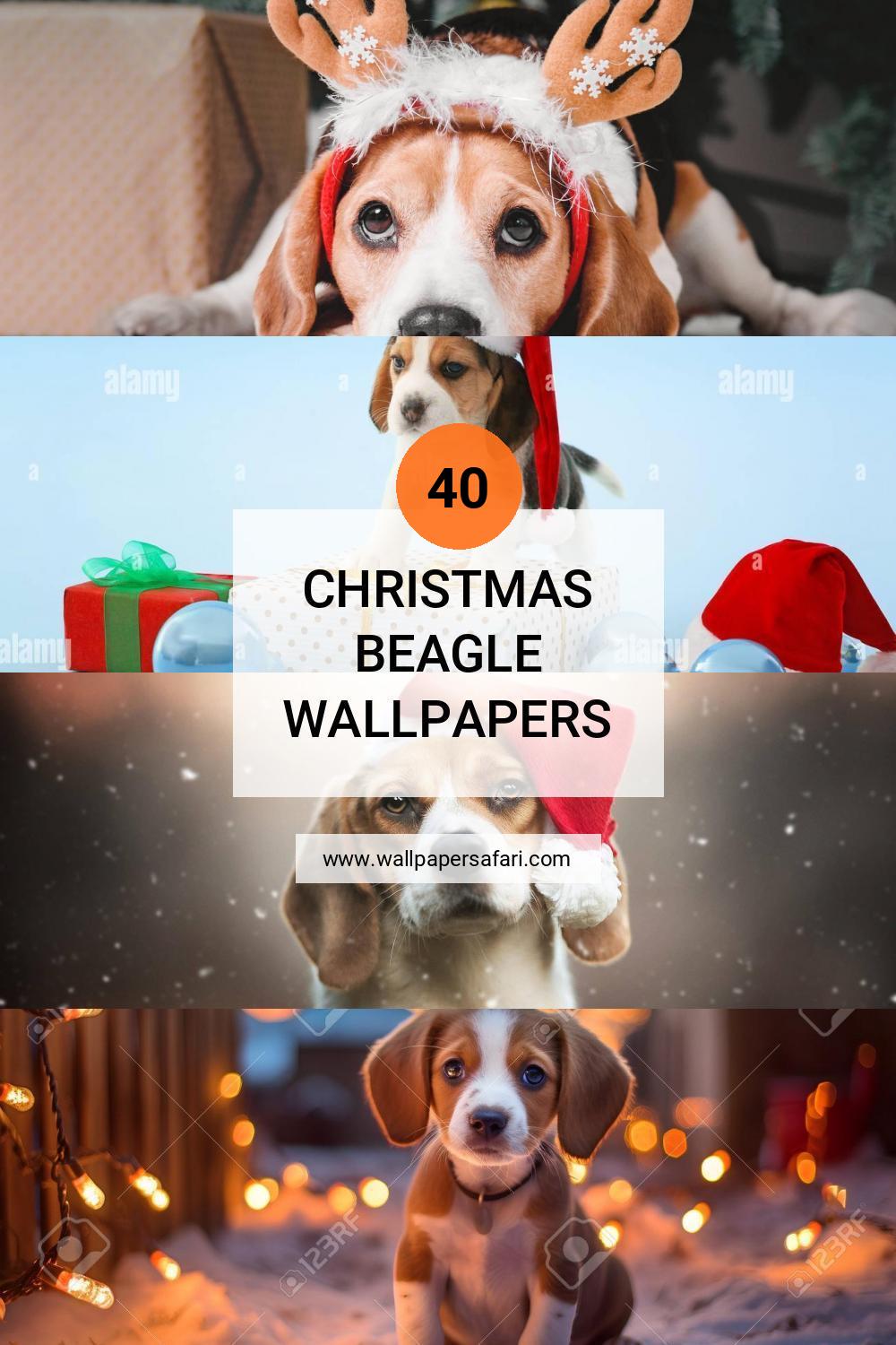 🔥 [30+] Christmas Beagle Wallpapers | WallpaperSafari