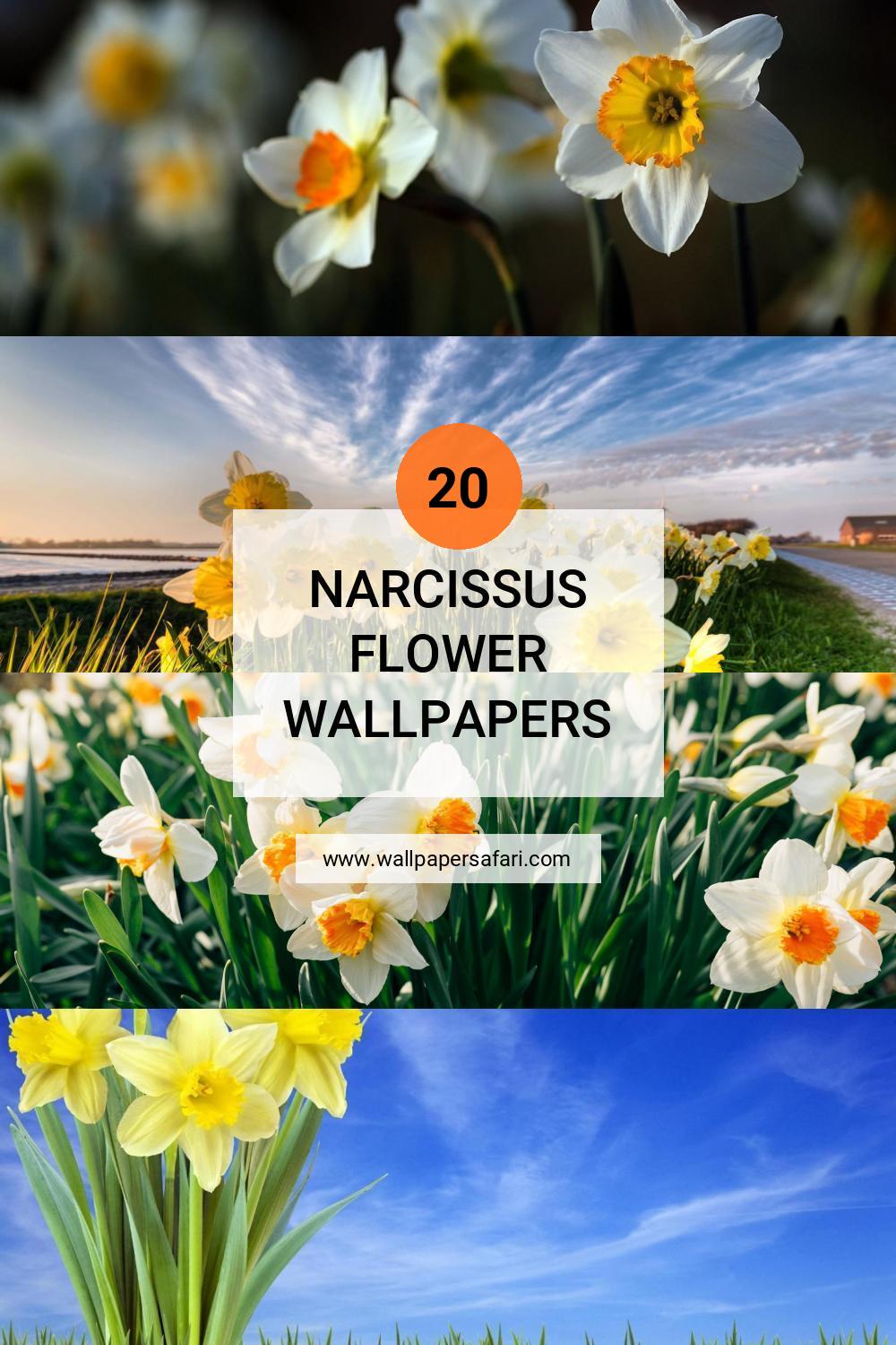 🔥 [30+] Narcissus Flower Wallpapers | WallpaperSafari