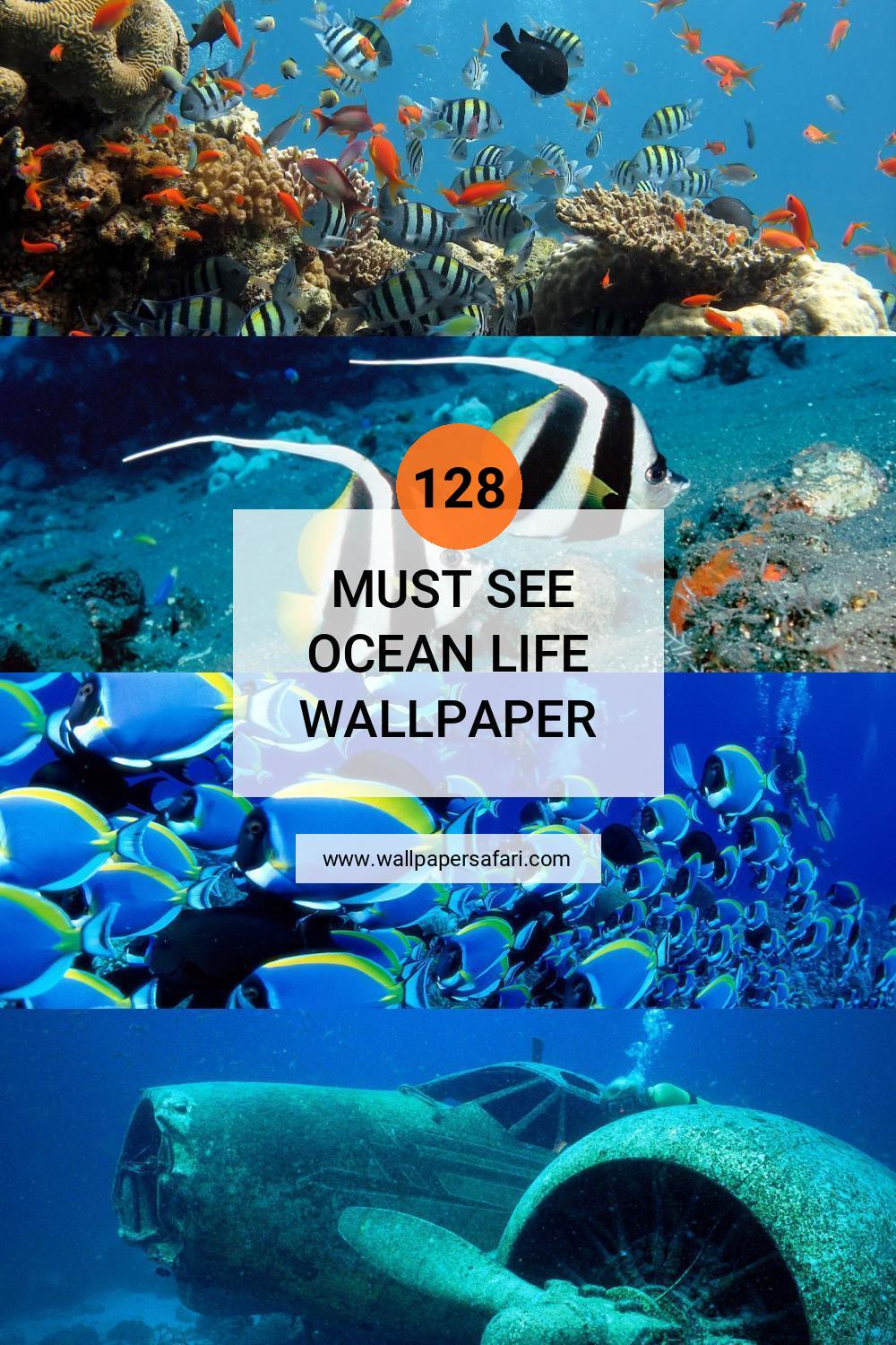 🔥 [150+] Ocean Life Wallpapers | WallpaperSafari