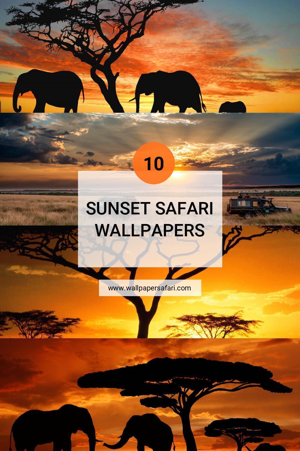 🔥 [20+] Sunset Safari Wallpapers | WallpaperSafari