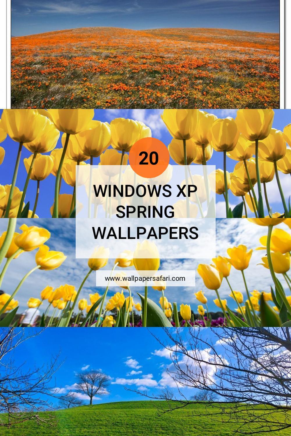 🔥 [20+] Windows XP Spring Wallpapers | WallpaperSafari